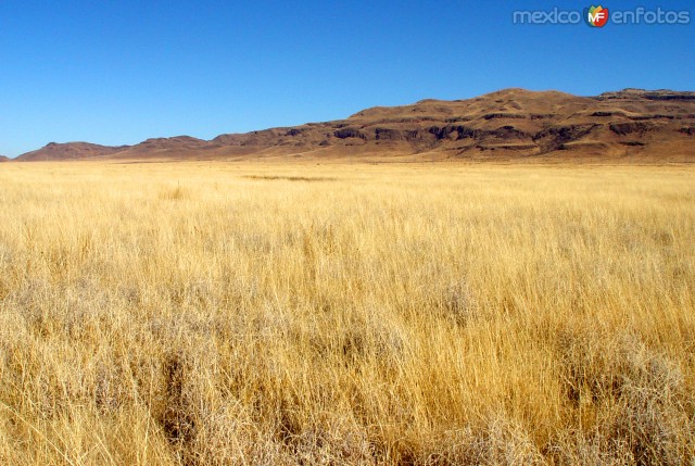 Ecosistemas Mexicanos: Pastizales
