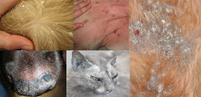 Dermatološka sekcija Slovenije: Primary cornification disorders