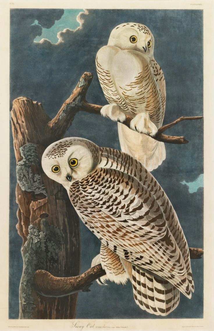 PEACOCK'S GARDEN: John James Audubon - Snowy Owl 1831