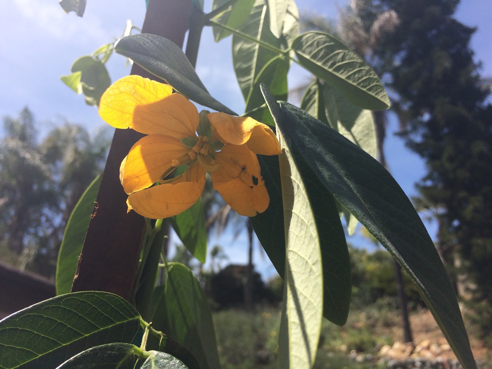 Life Goes Better with Plants : Senna splendida 'Golden'