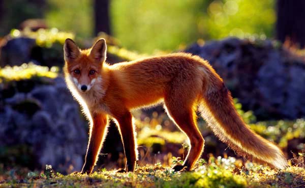 Lasillinen mustia Kuningattaren helmiä: Symbolinen kettu