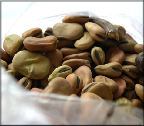 Ağzından baklayı çıkarmak