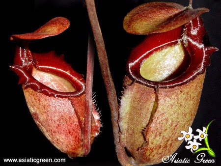 ZoomBio: As plantas mais ‘feias’ do mundo segundo a Royal Horticultural ...