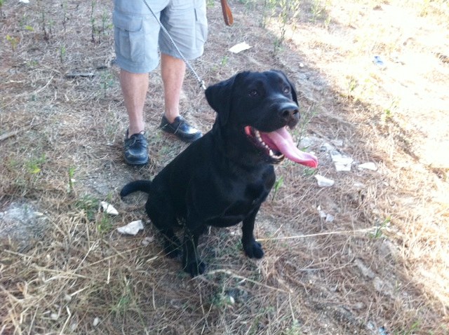NOBLE GALGO: LABRADOR NEGRO DE 1 AÑO EN ADOPCION, TIENEN 1 SEMANA O A ...