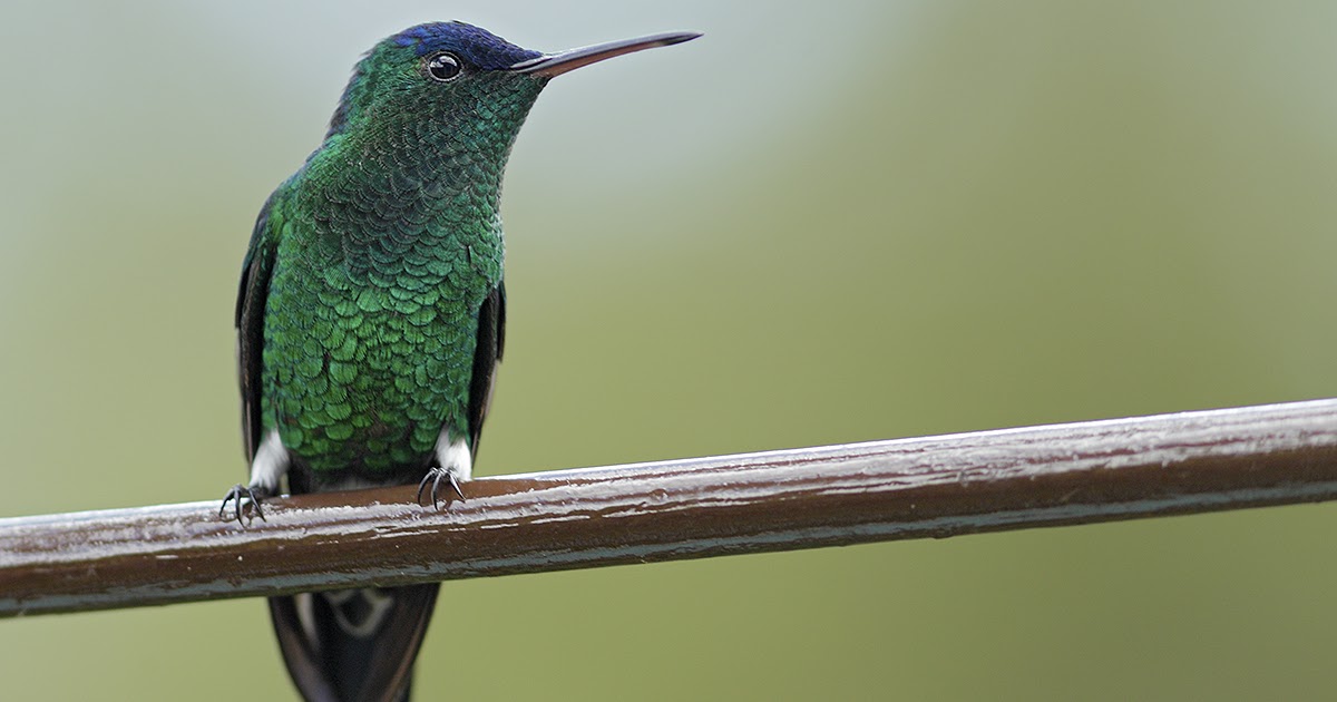 mis fotos de aves: Amazilia cyanifrons Amazilia Capiazul Indigo-capped ...