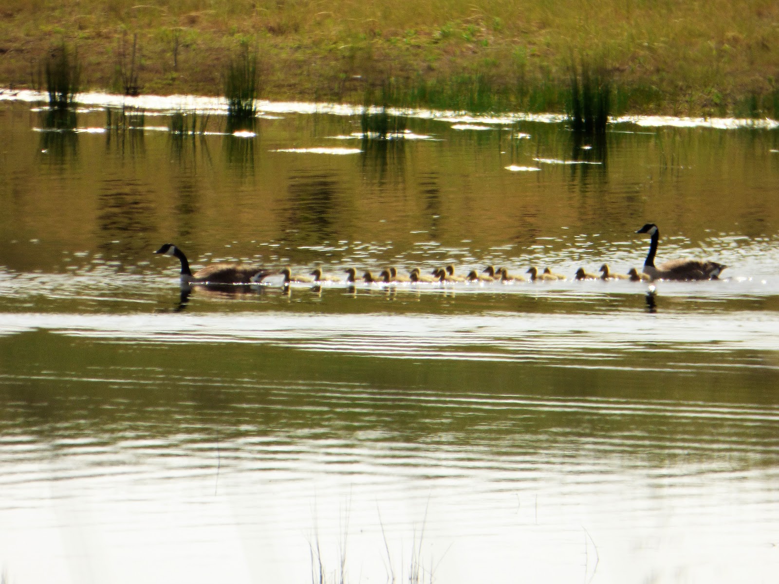 Geotripper's California Birds: Canada Goose "Gang Brood" at Turlock ...