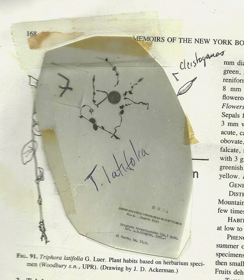 Flora de Puerto Rico Ilustrada Papo Vives: ORCHIDACEAE TRIPHORA AMAZONICA