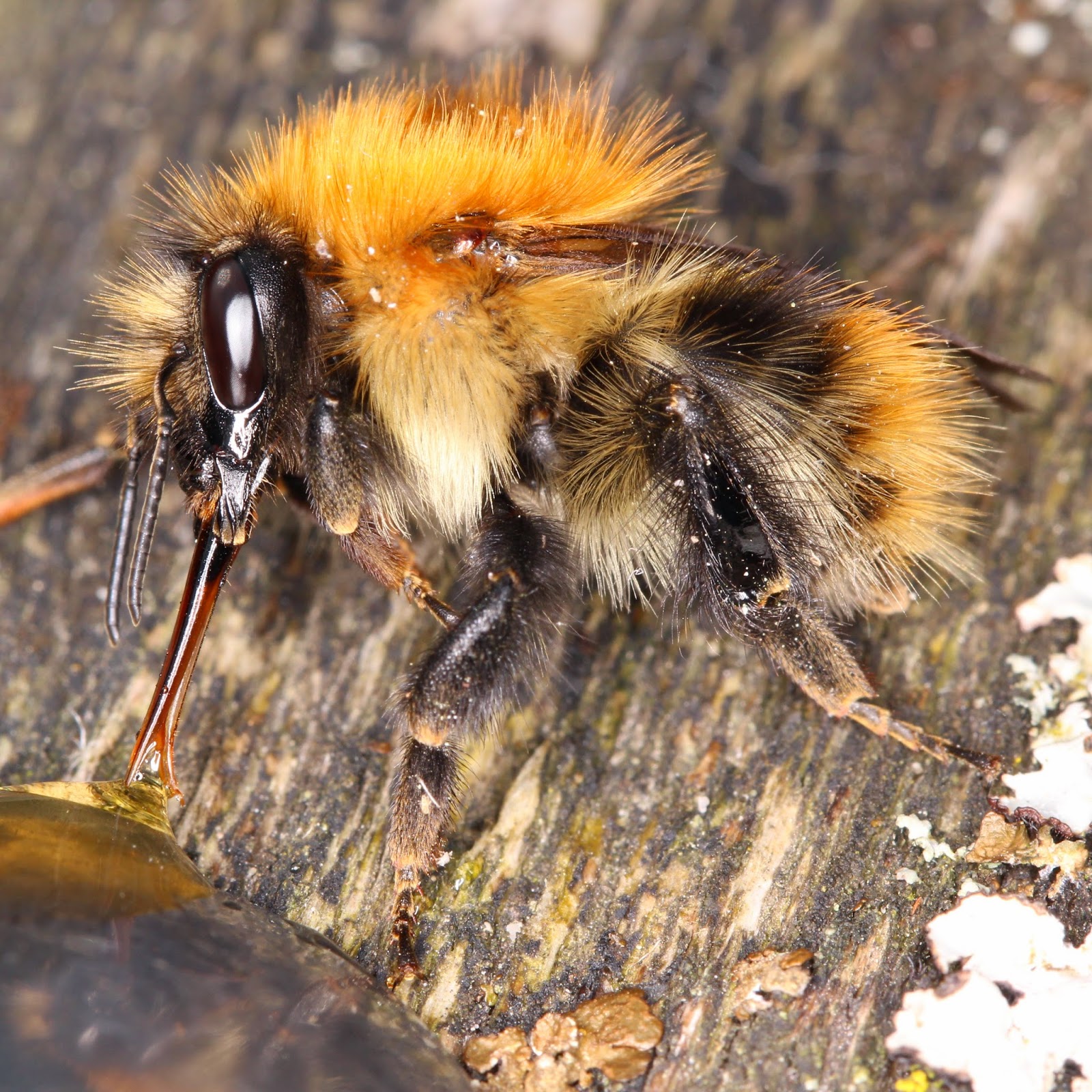 TrogTrogBlog: Common carder bee