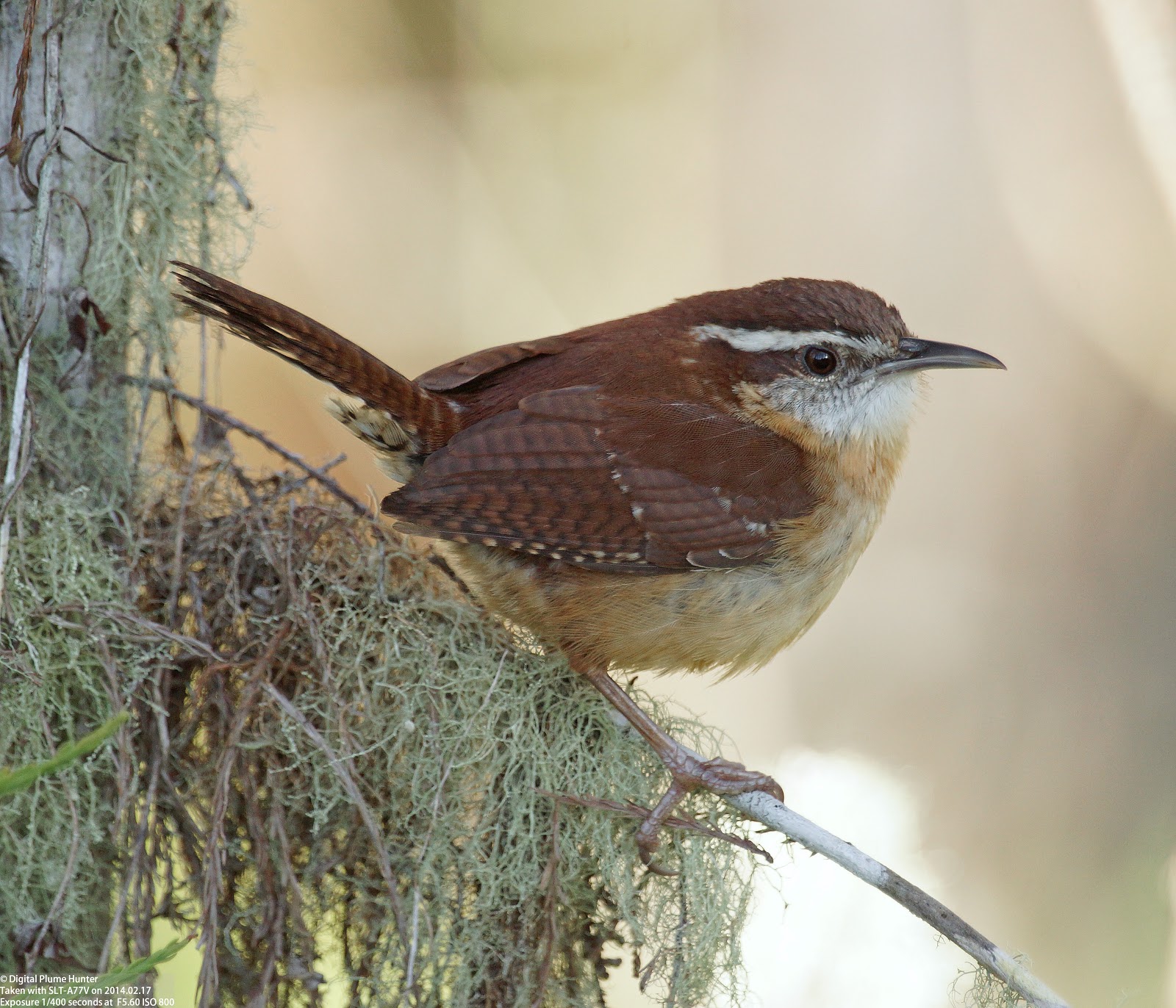 Hunting Digital Plumes in the US and Beyond: Northern Parula and the ...