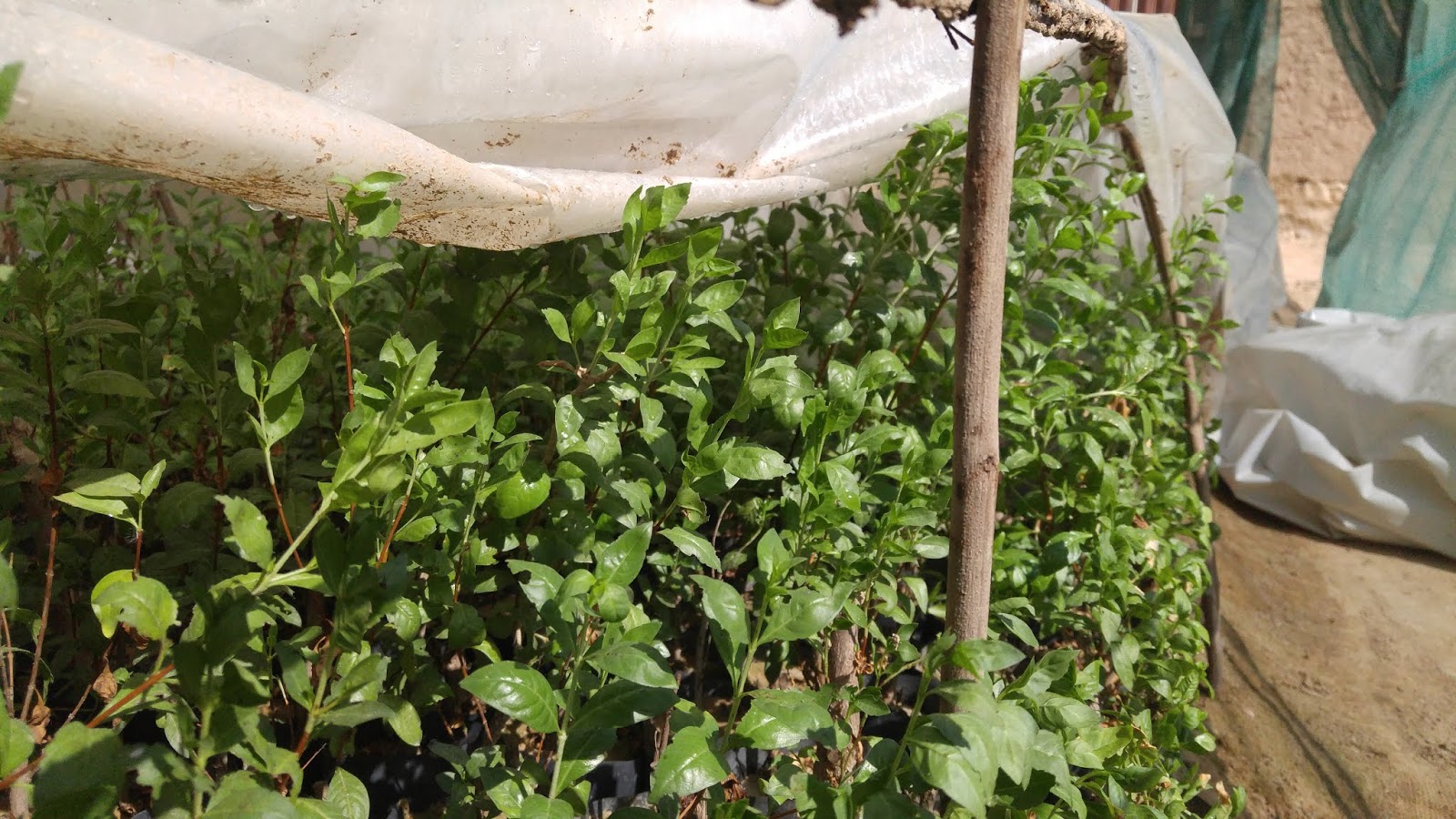 زراعة وانتاج محصول الحناء تجارياً - مدونة (وادي حضرموت) الزراعية