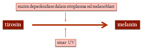 midwifery okta: MAKALAH SISTEM INTEGUMEN