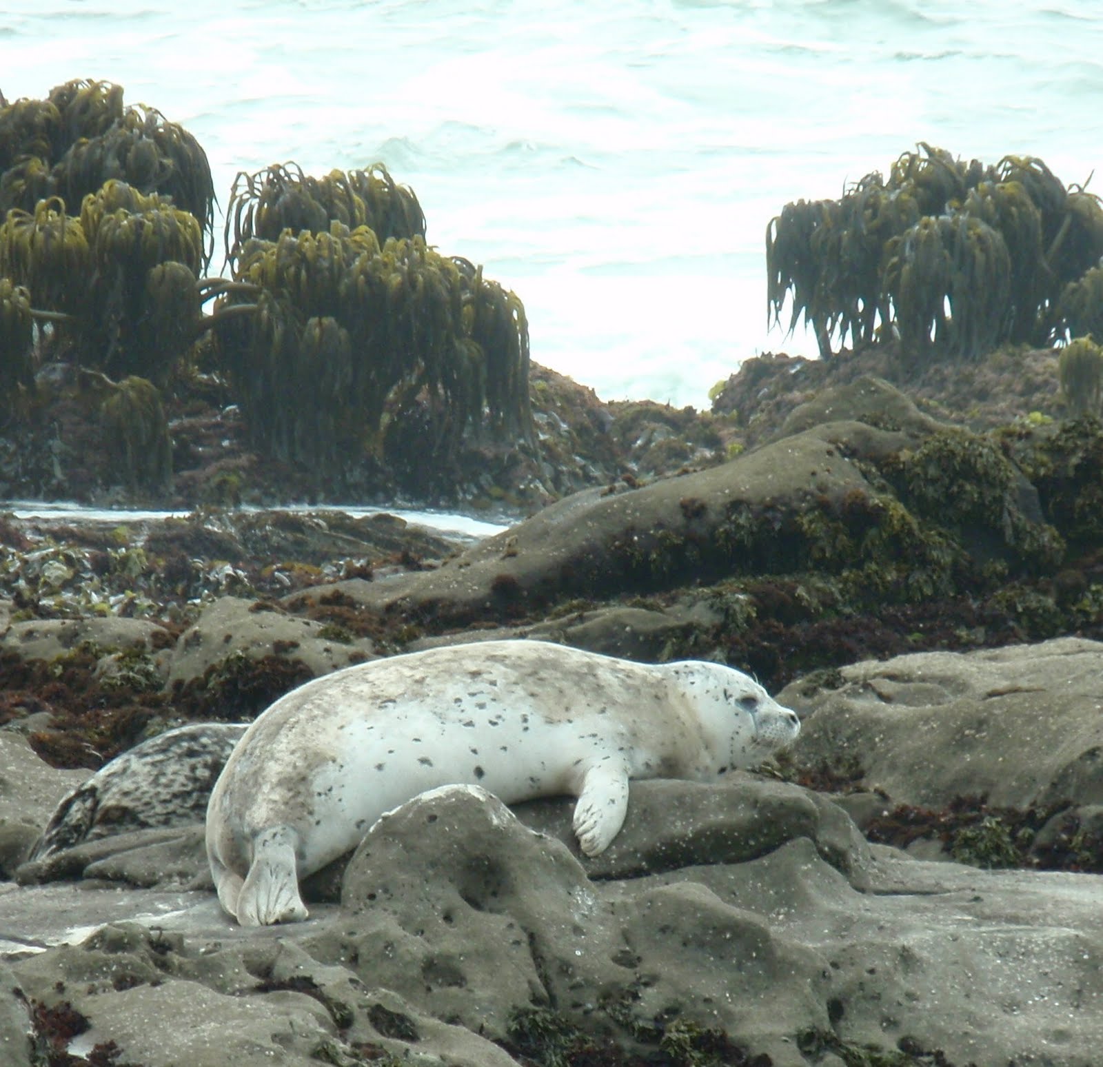 Everything Coastal: Harbor Seals
