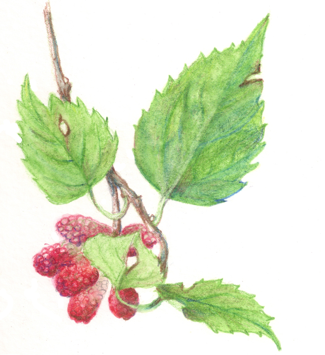 A Nature Art Journal: Sketching in the Food Forest