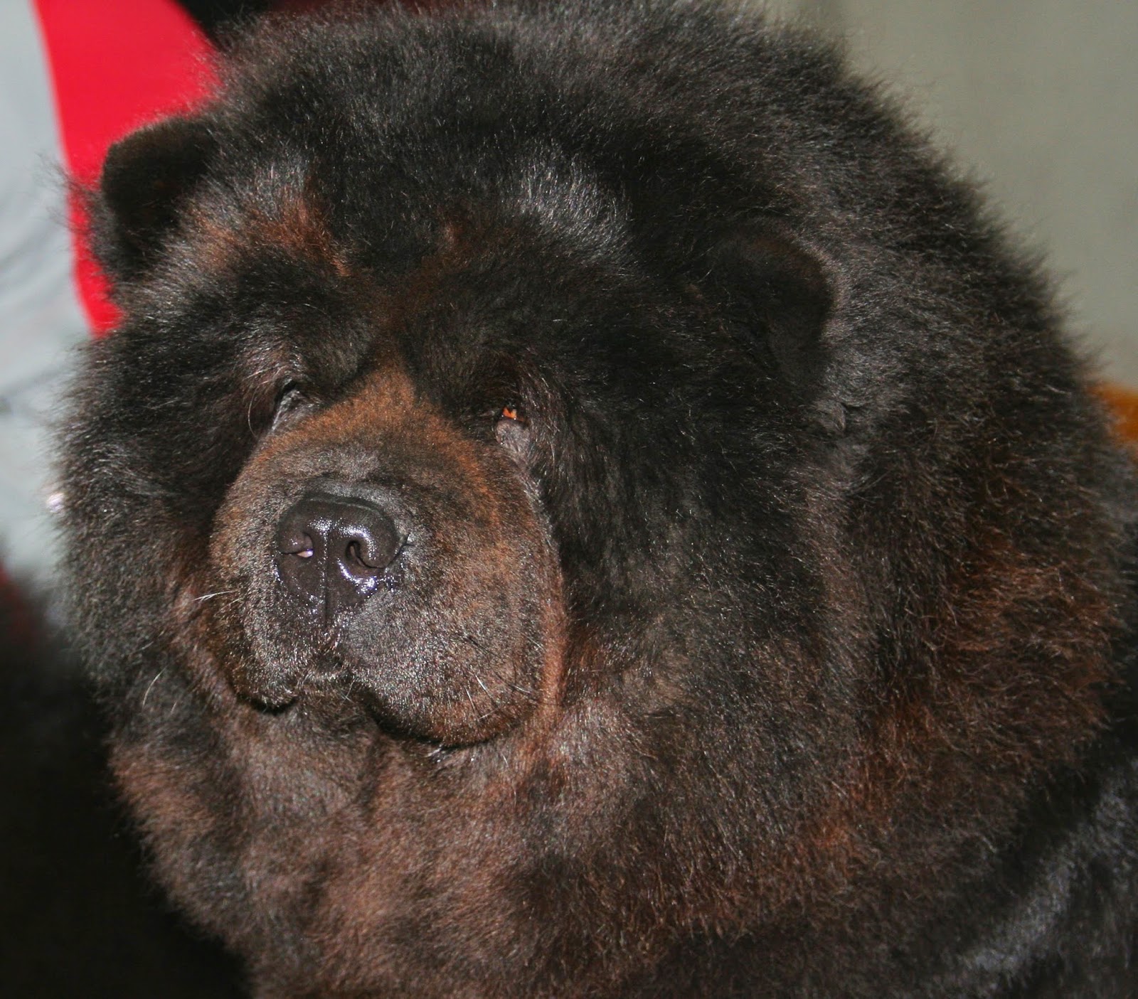 Everything about your Chow Chow - LUV My dogs Everything about your Chow Chow - LUV My dogs