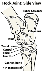 Horse Life and Love: All About ... Joints.
