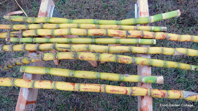Food Garden College: Varieties of Sugar Cane for the Garden: Purple ...