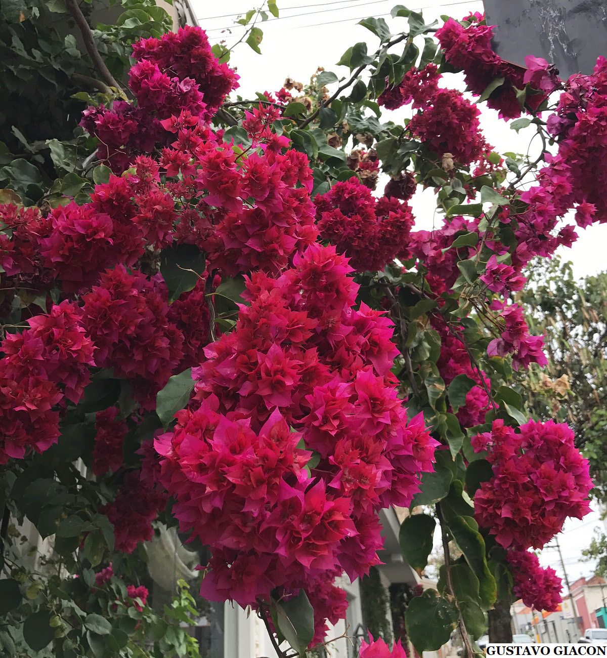 Viveiro Ciprest - Plantas Nativas e Exóticas: Primavera Vermelha ...