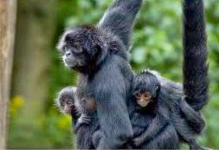 Mengenal Monyet laba-laba - Ateles Fusciceps | Ragam Dunia Hewan