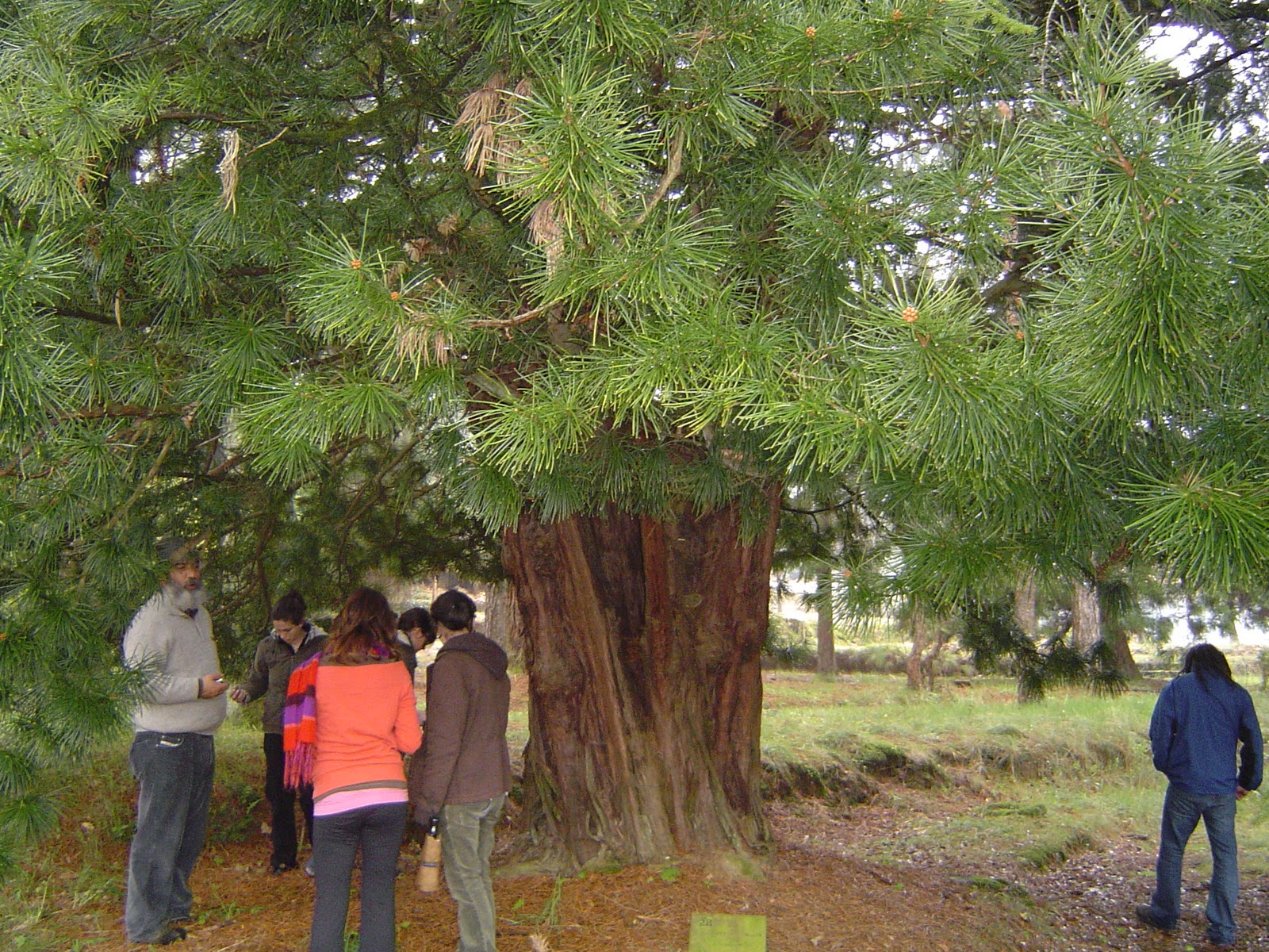 Propagación Infinita: Sciadopitys verticillata