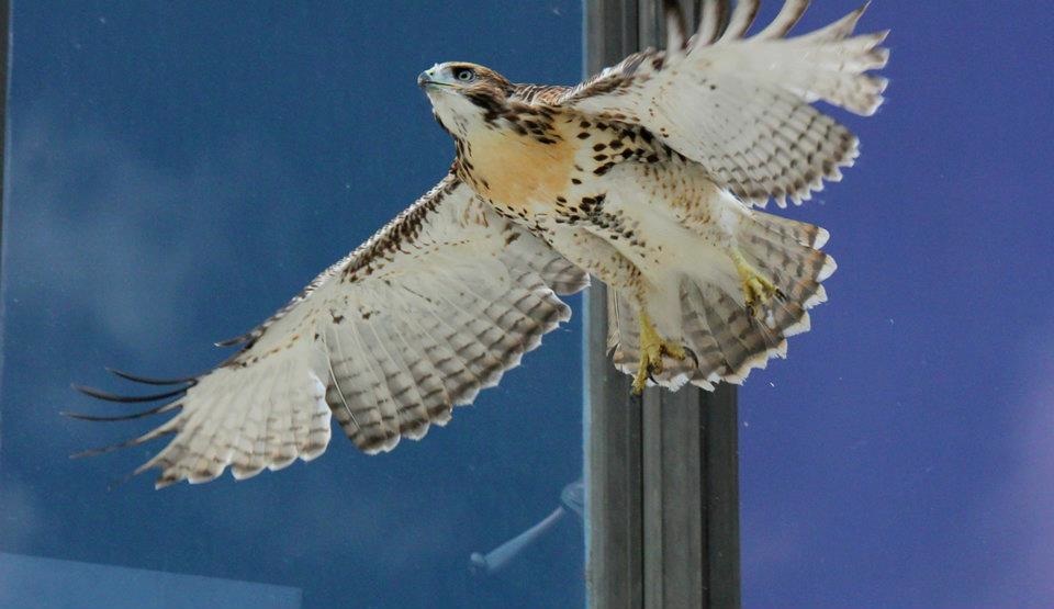 Hawkwatch at the Franklin Institute: Young hawks out on the town