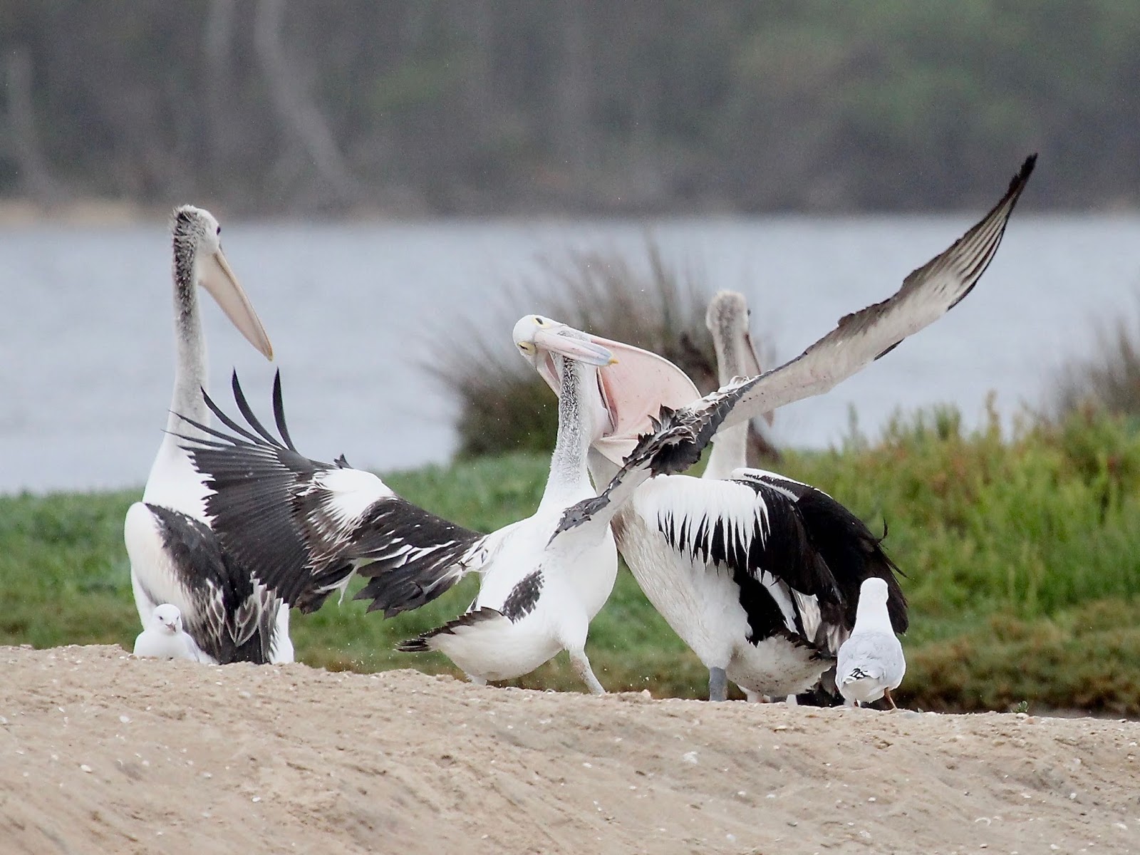 Avithera: Australian Pelican juveniles – strange behaviour after feeding