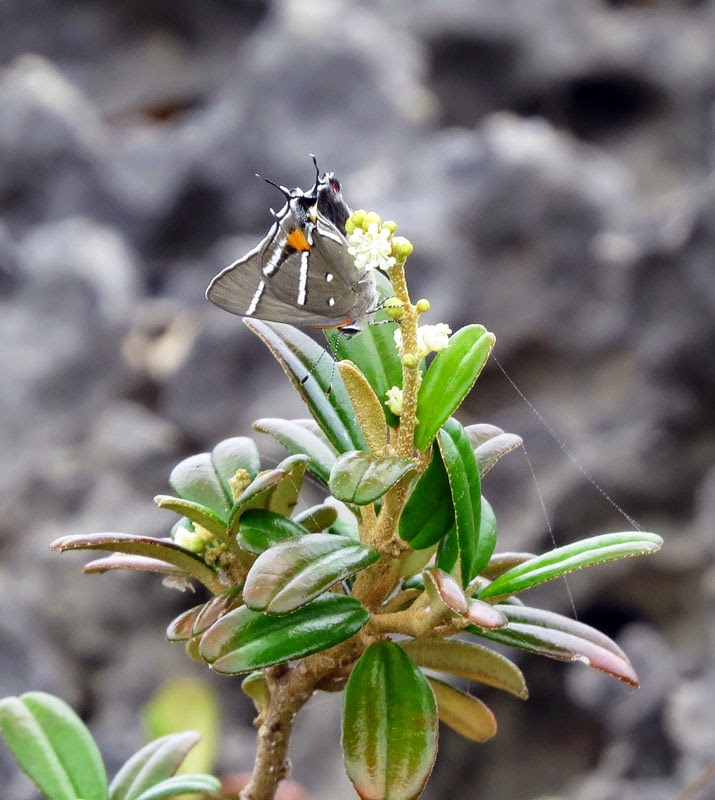 Birdernaturalist: Jamaican Butterflies