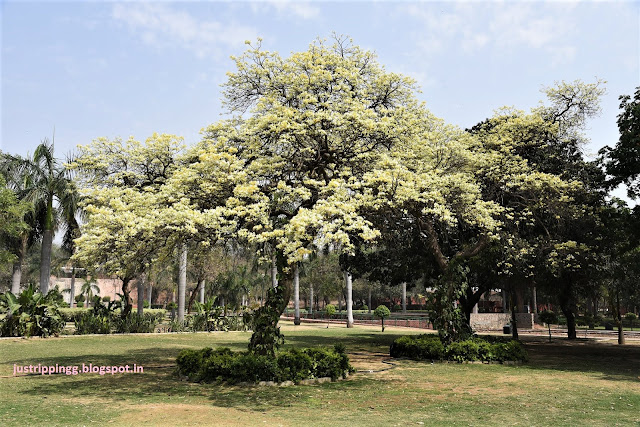 Just Tripping!: The Glittering Universe of Varun Tree