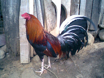 gallo colorado culimbo