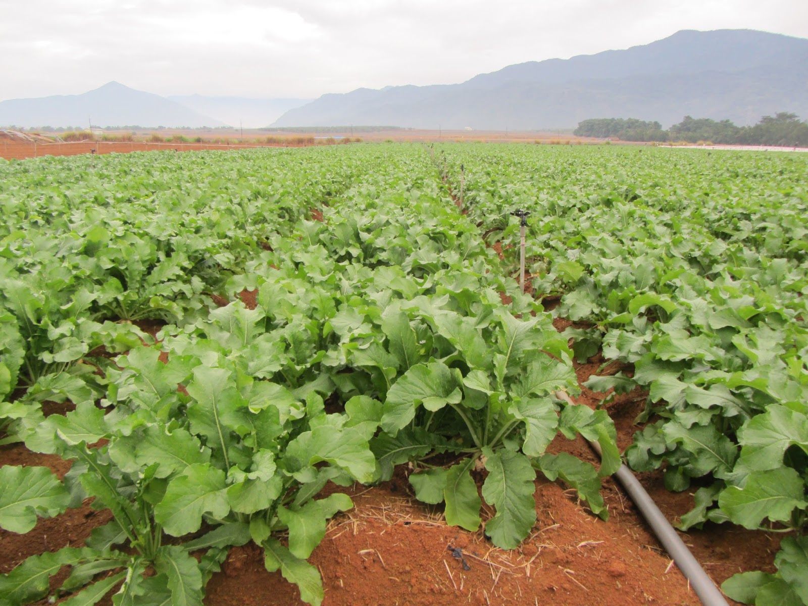 Estudiando Agricultura en Taiwán: Nabo (2) — riego