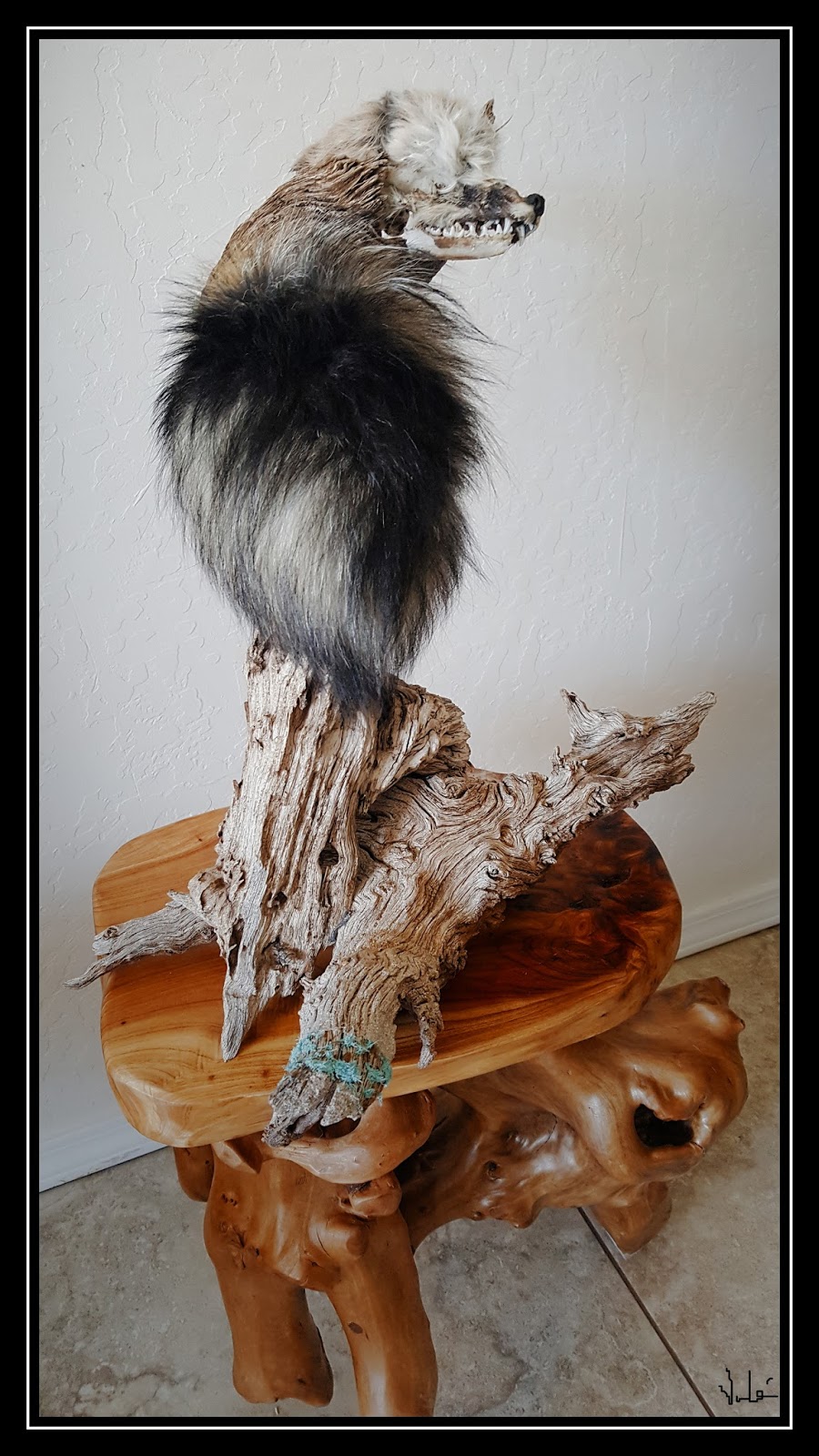 Arizona Badger (Taxidea taxus)