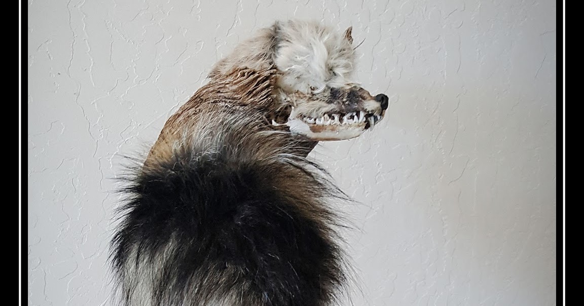 Arizona Badger (Taxidea taxus)