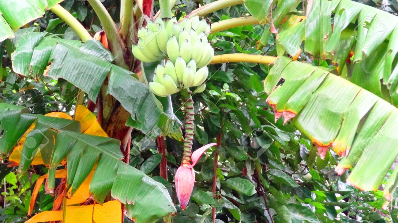 Musa Paradisiaca «banano» - Id Plantae