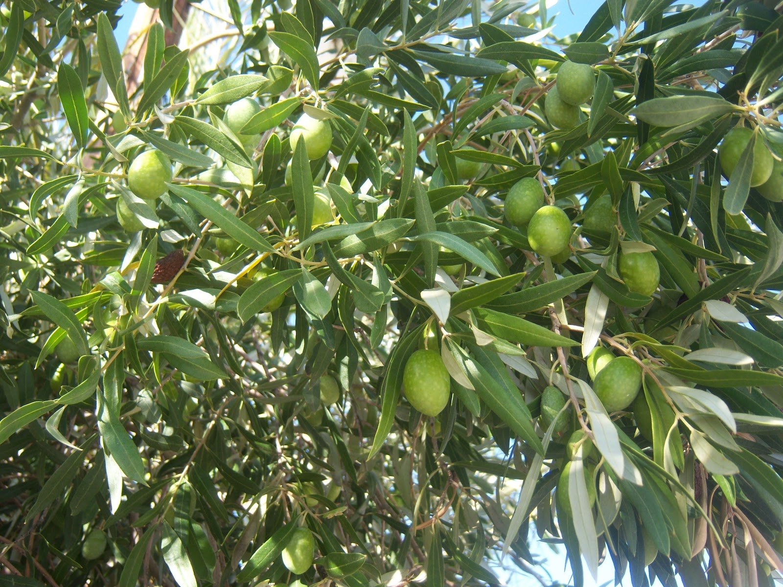 ελιά & λάδι: Η ιστορία της ελιάς