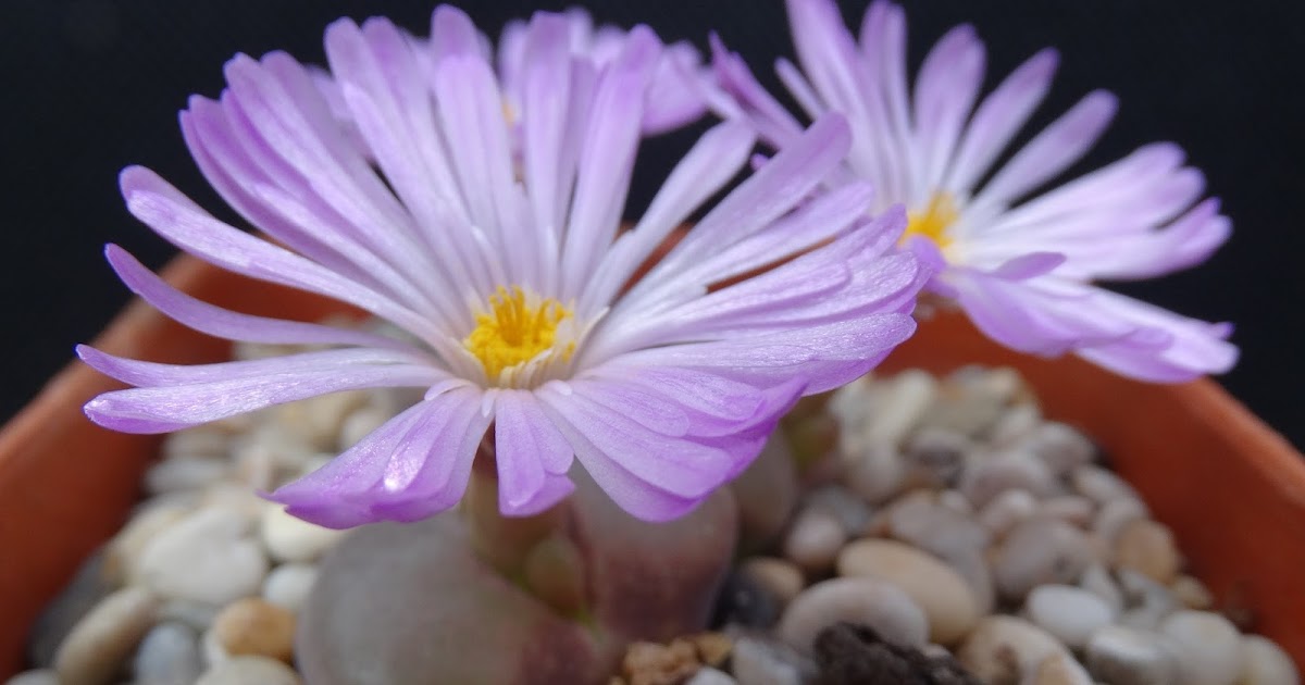 Succulent Sundae: CONOPHYTUM PRAESECTUM