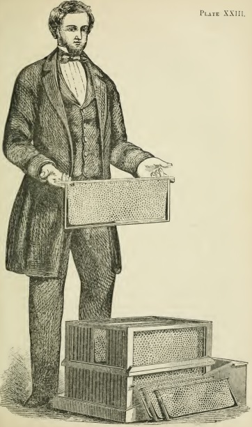 Langstroth Frames | NZ Beekeeper in the Philippines