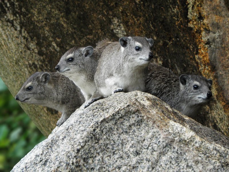 El ojo del buitre: Damán