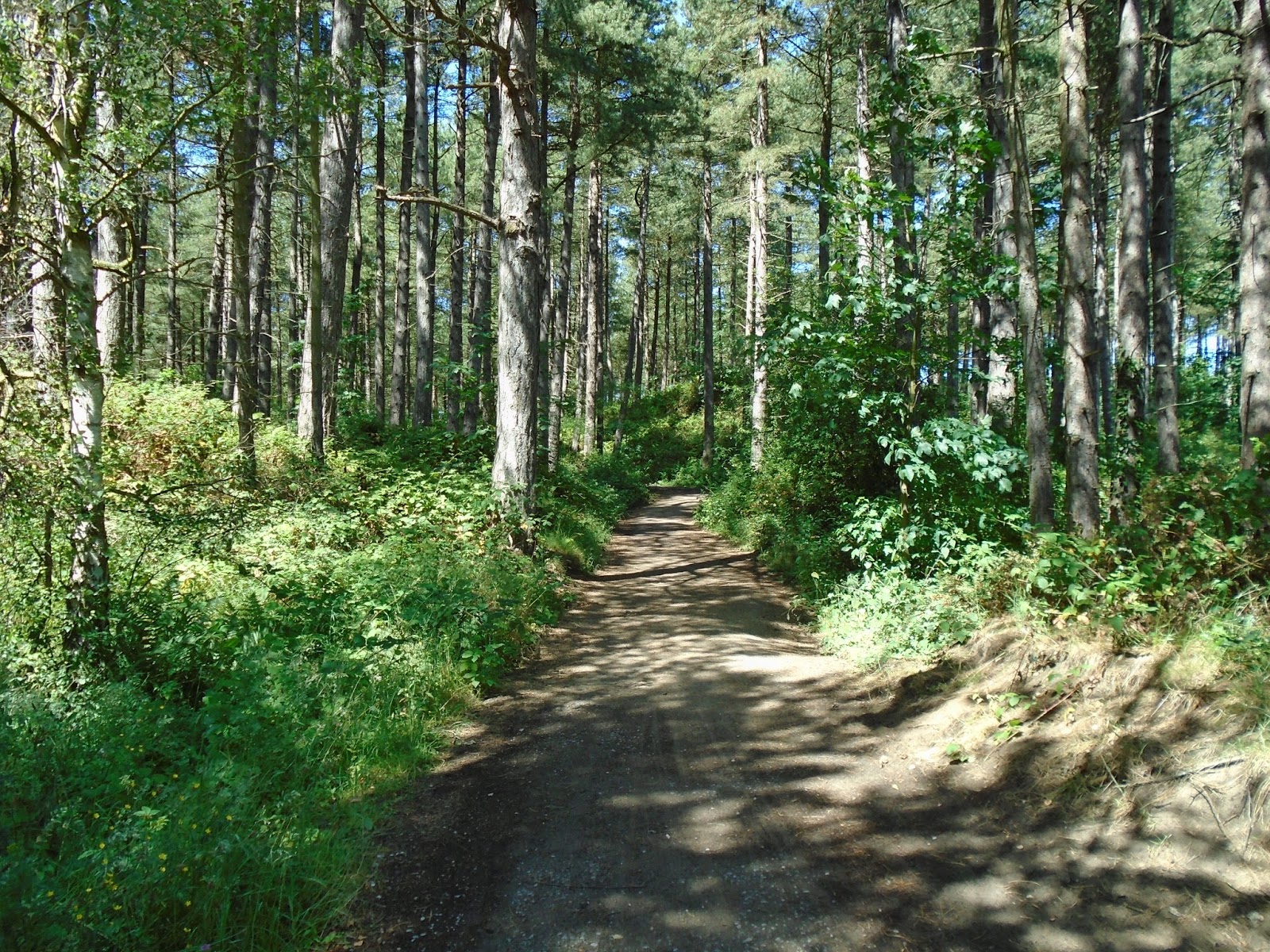 Ainsdale Sand Dunes National Nature Reserve Amble - The Walking Blog