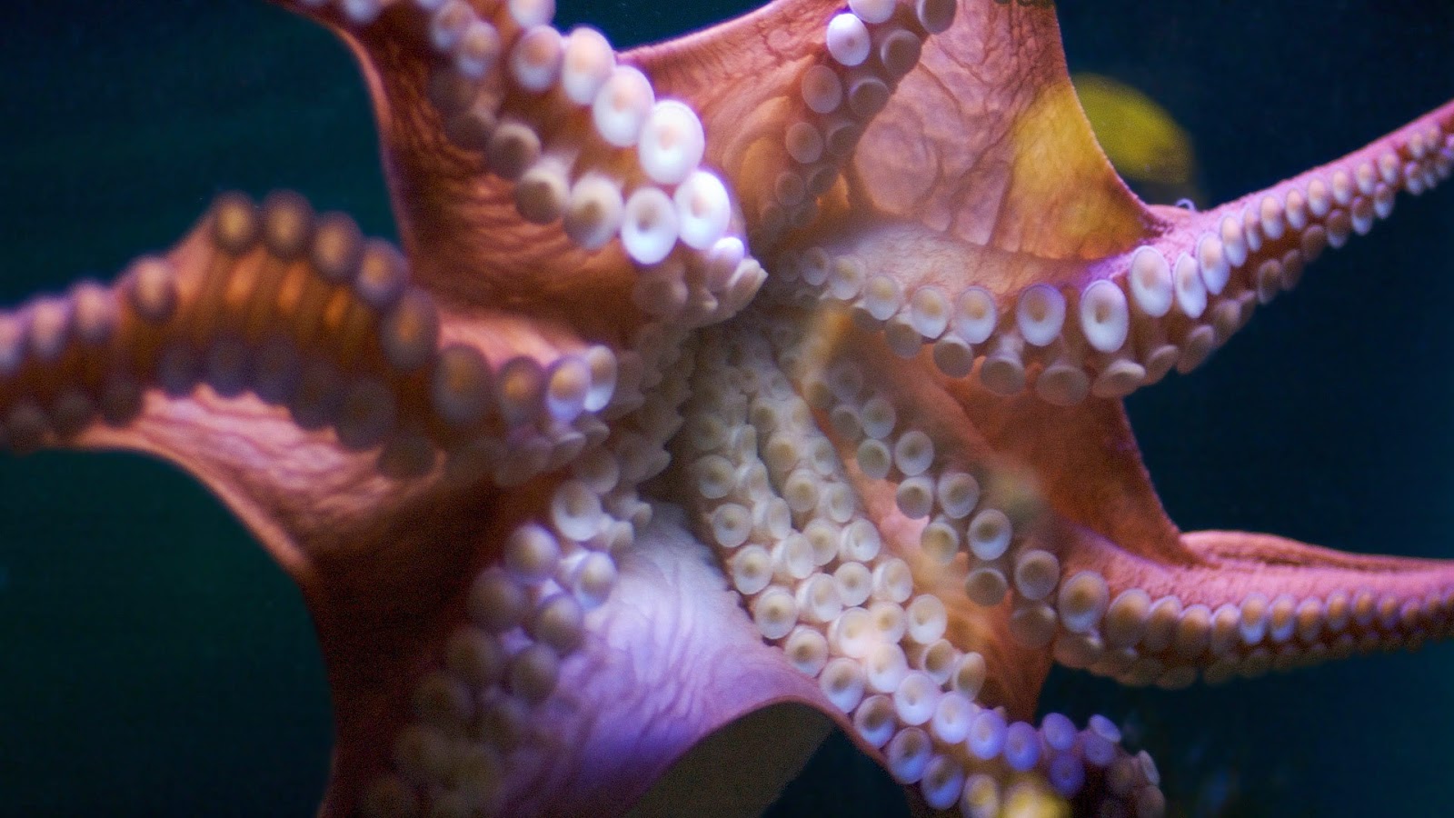Octopus - HD Wallpapers | Earth Blog