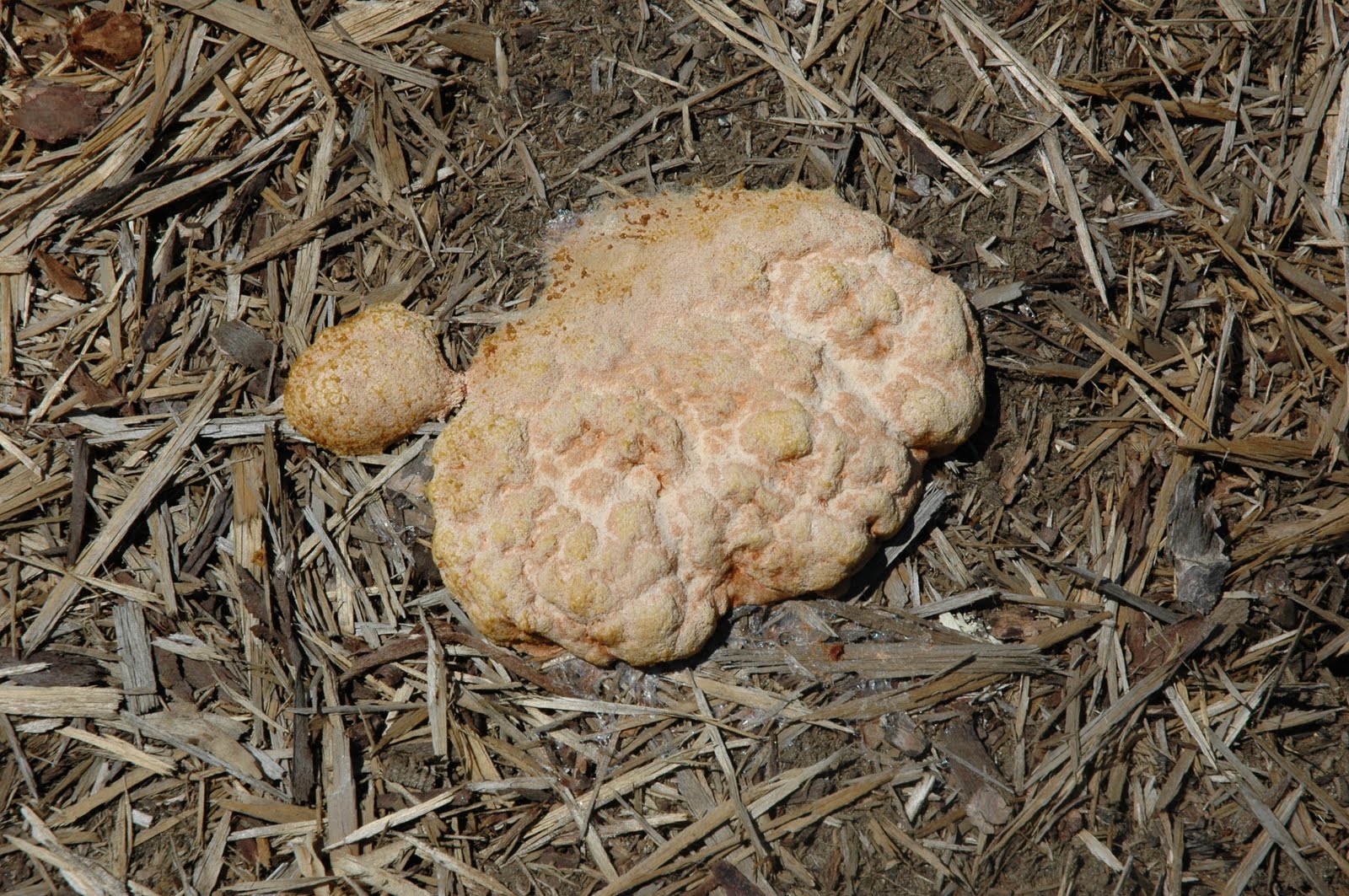 Suburban Sodbusters: Many Parts Are Edible
