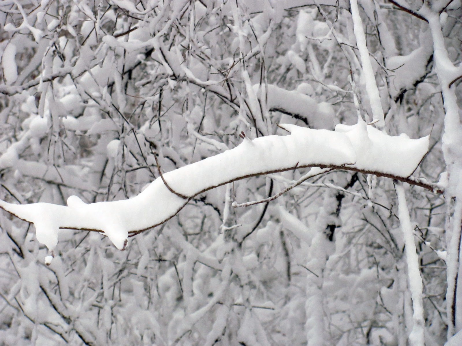 curving back: snow piles puffy pillows
