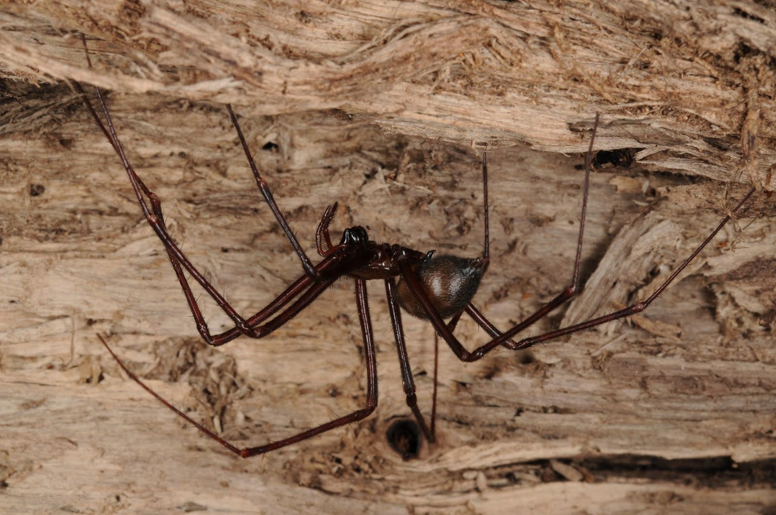 Cthulhu Spider who lives on my front porch. : r/spiders
