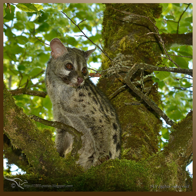 WILDLIFE GATEWAY: Genette commune