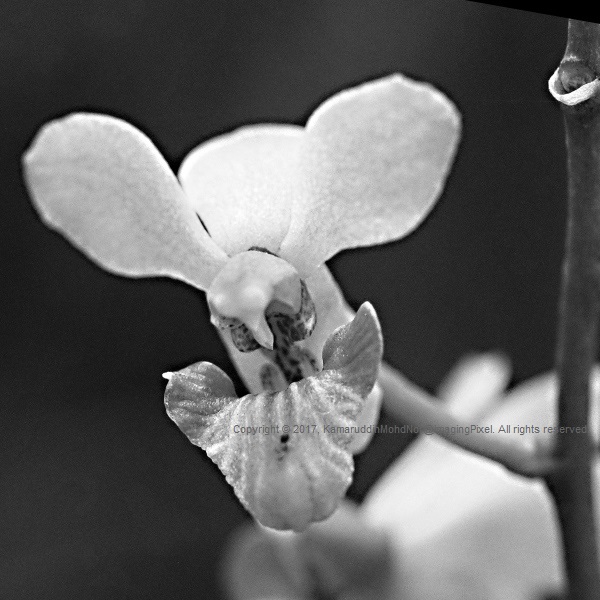 The Simplicity of the Square Format - ImagingPixel