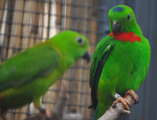 ZOOTOGRAFIANDO (5.836 ANIMALS): LORÍCULO CORONIAZUL / BLUE-CROWNED ...