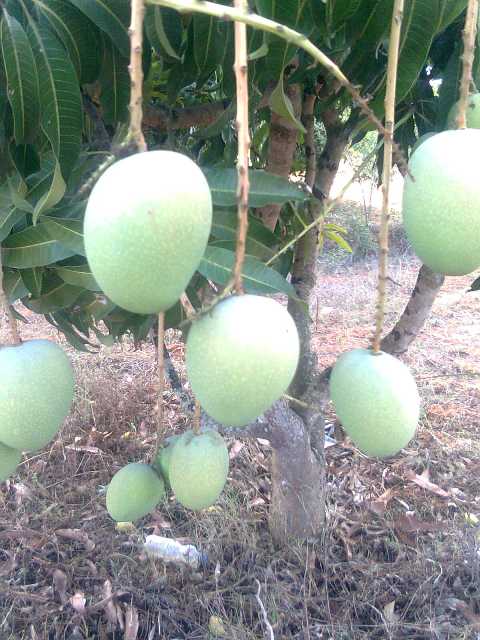 Flowers & Fruits! : Visit to Mango orchard in Srinivasapura,Kolar ...