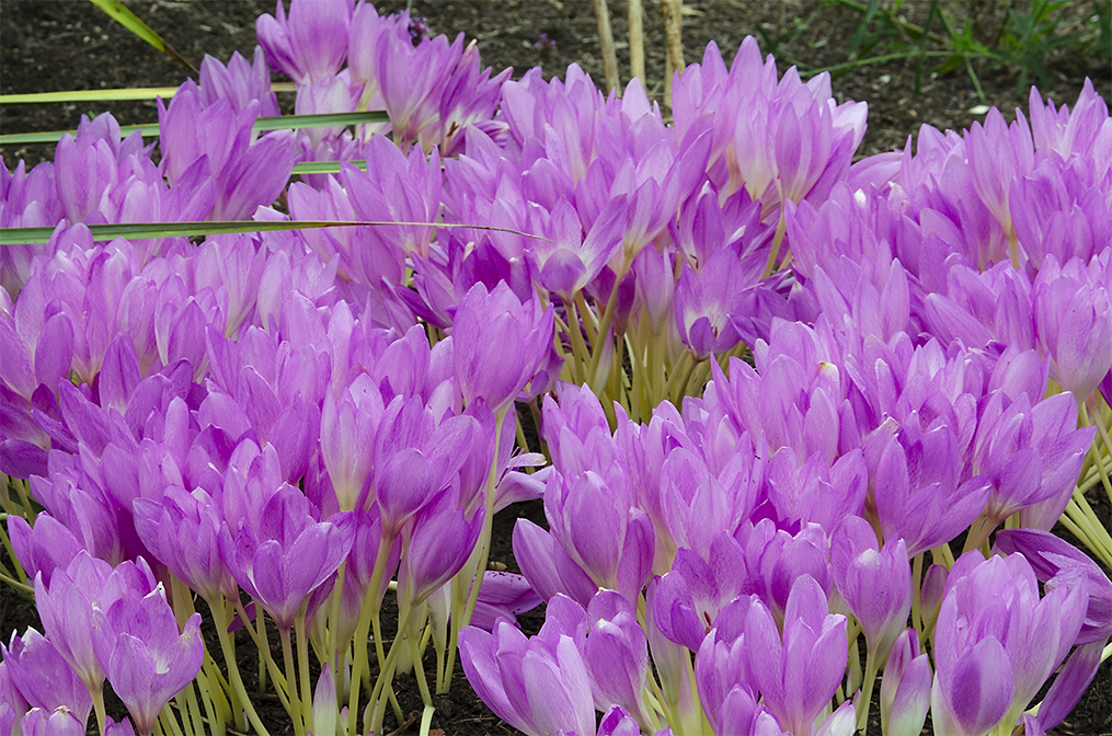 Linda Cochran's Garden: Colchicum Season