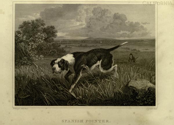 O Cao de Parar: UM POINTER NO SÉCULO XVII NUM ESTUDO DE PIETER BOEL ...