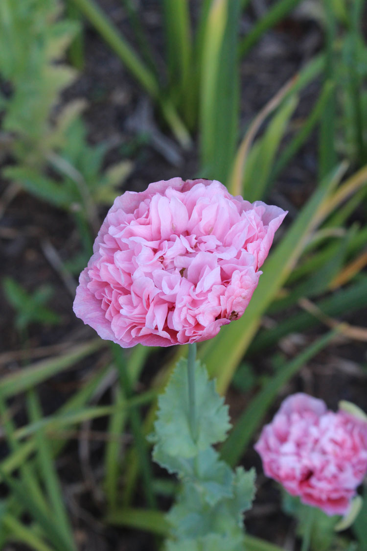 A Leafy Indulgence: A Tale of Two Poppies
