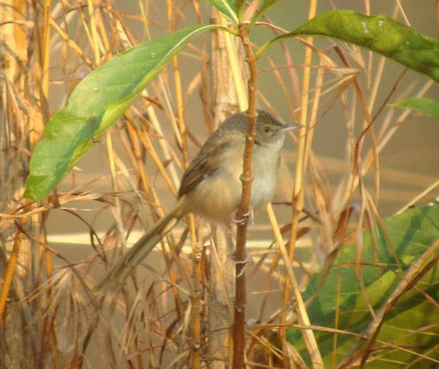 Gambar macam-macam Ciblek | Info Burung Kicauan