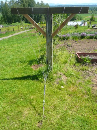 Caruso Farm: Kiwi Trellis